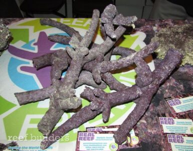 Real Reef Tonga Branch rock has come a long way in a year | Reef ...