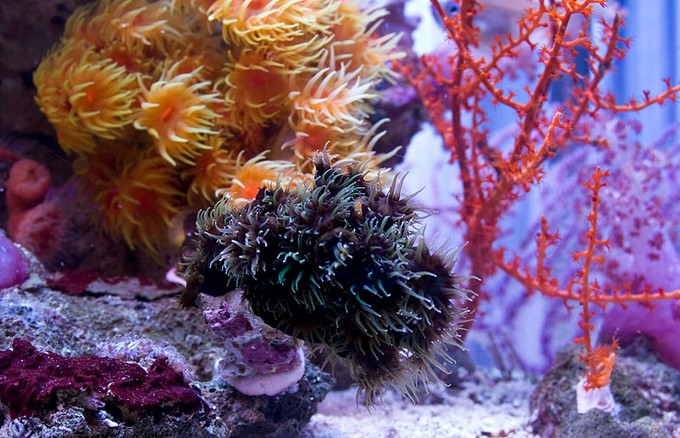 Tubastraea micrantha, the Black Sun, is the most majestic Azoox coral ...