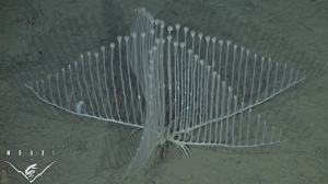 New deep sea carnivorous harp sponge is unlike anything ever seen ...