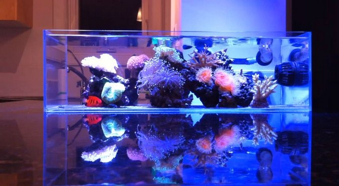 Reef Builders Pick: Five of our favorite nano aquariums | Reef Builders ...