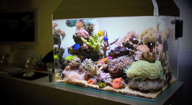 Reef Builders Pick: Five of our favorite nano aquariums | Reef Builders ...