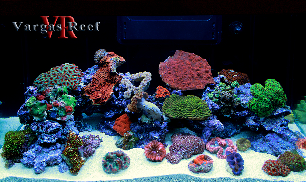 SCMAS delivers another record-breaking Reef-A-Palooza | Reef Builders ...