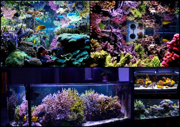 Reef Builders Pick: Five favorite large reef tanks | Reef Builders ...