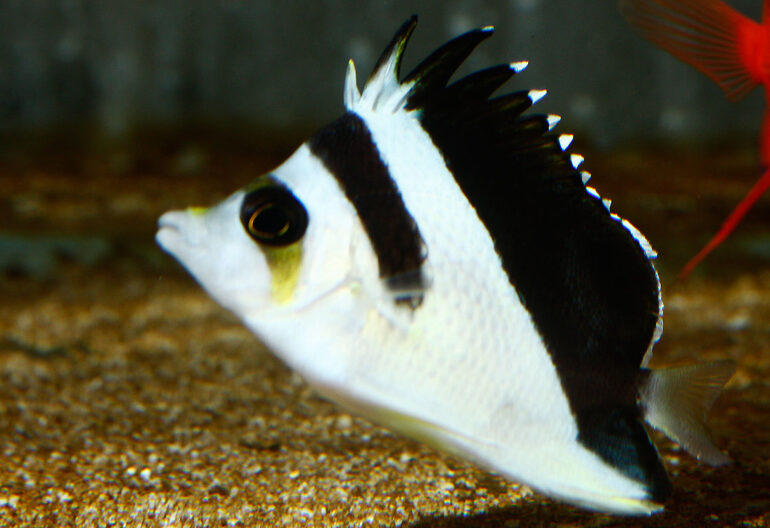 Tinkeri x Burgess butterflyfish are popping up more and more | Reef ...