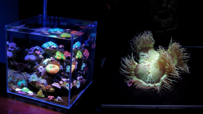 Reef Builders Pick: Five additional amazing nano reefs | Reef Builders ...