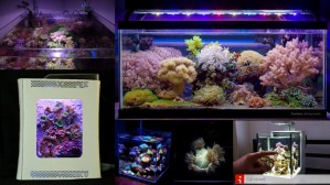Reef Builders Pick: Five additional amazing nano reefs | Reef Builders ...