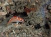 Plectranthias garrupellus - Apricot Bass is a virtually unknown ...