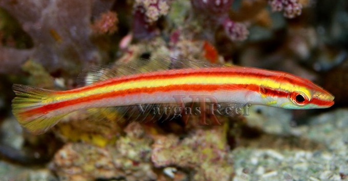 Terelabrus candy cane hogfish video - you’ve probably not seen a wrasse ...