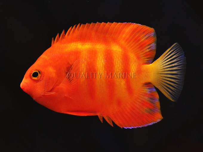 Hypomelanistic flame angelfish looks completely transformed from the ...