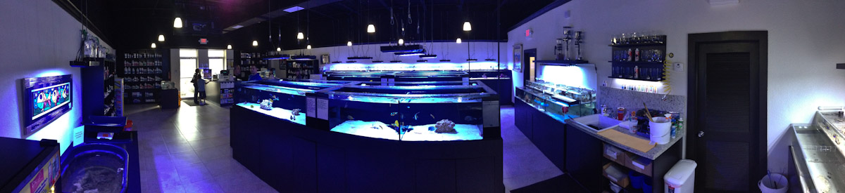 Ocean View Aquariums is an exemplary new fish store in Miami | Reef ...