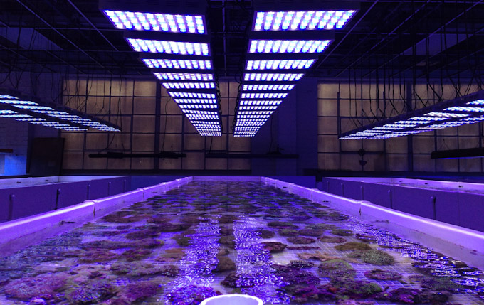 Even the big coral wholesalers are getting cozy with LEDs | Reef ...