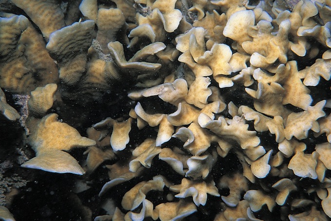 Pavona frondifera is a drop dead gorgeous Mini potato chip coral | Reef ...