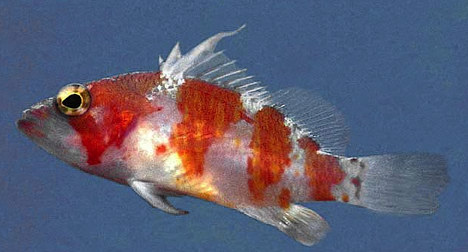 Plectranthias garrupellus - Apricot Bass is a virtually unknown ...