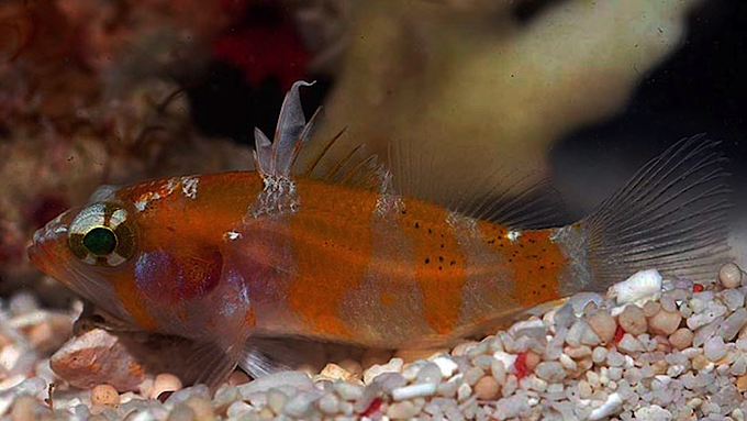 Plectranthias garrupellus - Apricot Bass is a virtually unknown ...