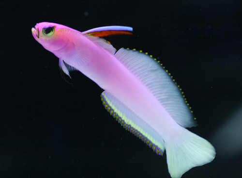 Purple face Helfrich’s firefish resurface from the Cook Islands | Reef ...