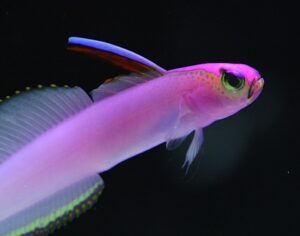Purple face Helfrich’s firefish resurface from the Cook Islands | Reef ...