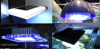 Top 5 LED lights for nano reef aquariums in 2012 | Reef Builders | The ...