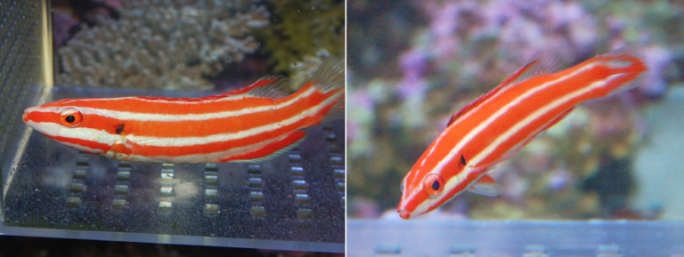 The elusive Bodianus neopercularis and its near perfect clone | Reef ...