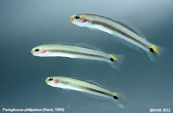 Philippine Dartfish- One of the world best fish for nano tank | Reef ...