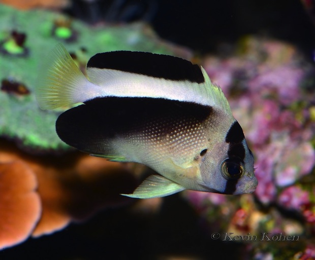 Kevin Kohen is elevating reef aquarium fish photography to an art form ...