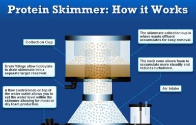 Protein Skimmers infographic by Marine Depot breaks down foam ...