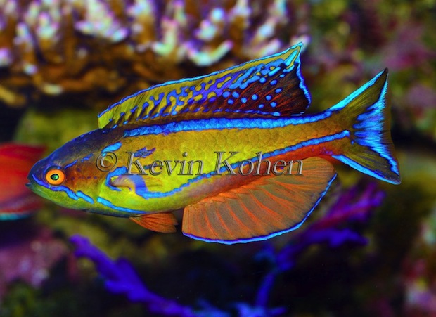 Kevin Kohen is elevating reef aquarium fish photography to an art form ...