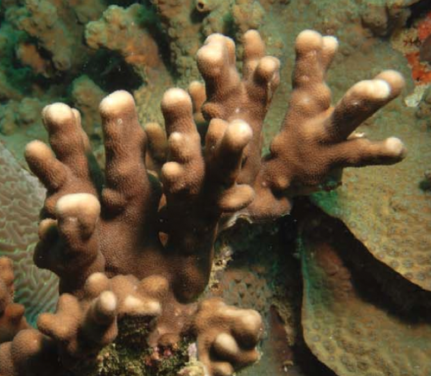 Porites fontanesii is a new coral species from the Red Sea and the Gulf ...