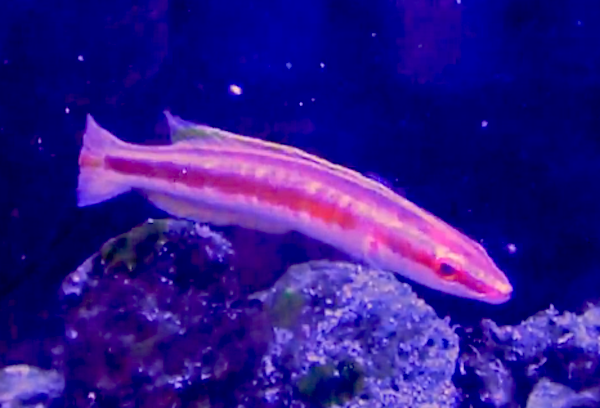 New Terelabrus sp. Japan brought up from the depths of Okinawa | Reef ...