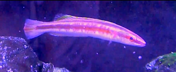 New Terelabrus sp. Japan brought up from the depths of Okinawa | Reef ...