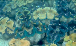 Giant Clams live in fields at the Bolinao Marine Laboratory ...