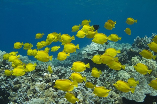 The Truth About Yellow Tang Collecting in Hawaii | Reef Builders | The ...