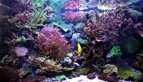 Alpheus made to order LED lamps have some serious research behind them ...