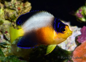 FAQs on Dwarf Angelfish | Reef Builders | The Reef and Saltwater ...