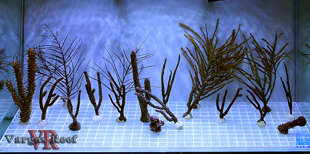 Photosynthetic Gorgonians for the Home Aquaria | Reef Builders | The ...