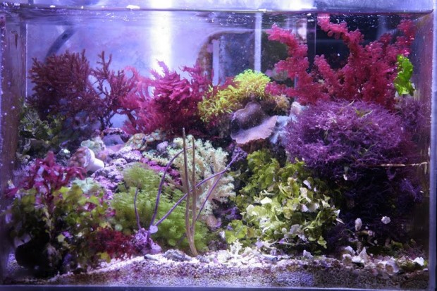 Nano-reef user Metrokat’s display refugium is an awesome collection of ...