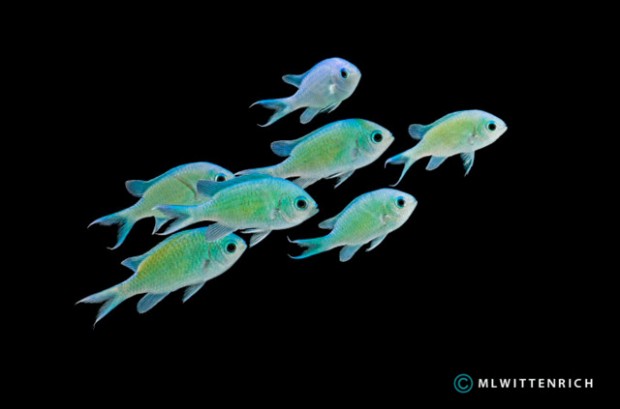Rising Tide announces success with captive-bred Green Chromis | Reef ...