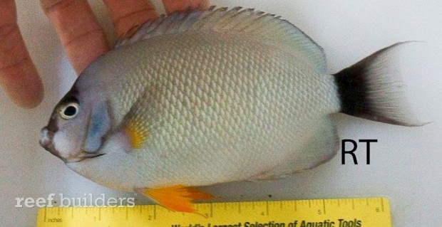 First Masked Angelfish of the year collected by Ron Tubbs | Reef ...