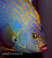 The Maze Angelfish like you’ve never seen it before | Reef Builders ...