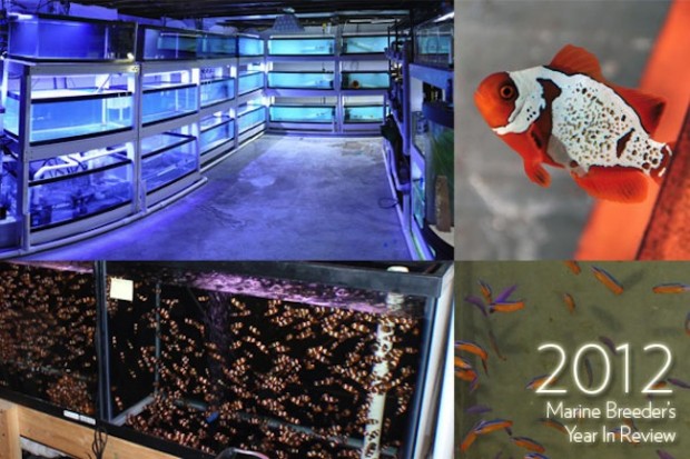 2012 Marine Breeder’s Year in Review | Reef Builders | The Reef and ...