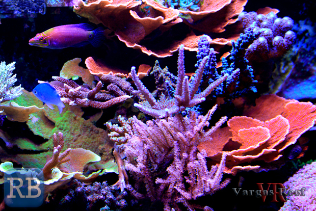 Reef Builder of the Month – Jason Crockett | Reef Builders | The Reef and Saltwater Aquarium Blog