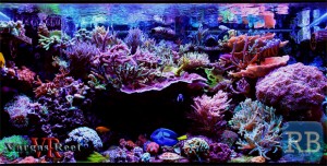Reef Builder of the Month – Jason Crockett | Reef Builders | The Reef ...