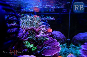 Reef Builder of the Month – Jason Crockett | Reef Builders | The Reef ...