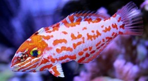 Australian Leopard-wrasse Quarantine Technique | Reef Builders | The ...