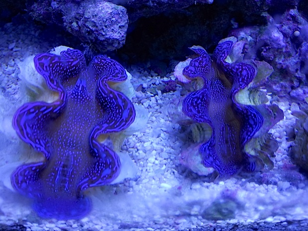 Blue Squamosa Clams down to $99 at Old Town Aquarium, Chicago | Reef ...