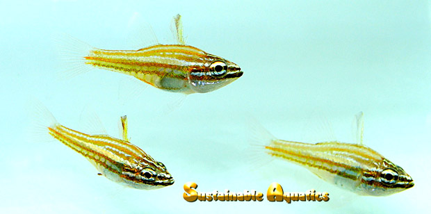 Checkered cardinalfish, Apogon margaritophorus joins the long list of ...