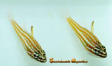 Checkered cardinalfish, Apogon margaritophorus joins the long list of ...