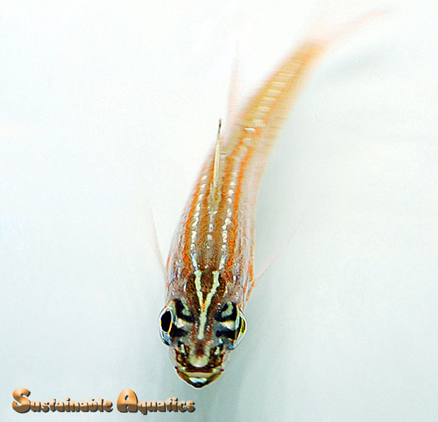 Checkered cardinalfish, Apogon margaritophorus joins the long list of ...