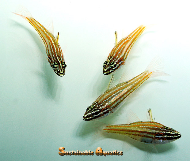 Checkered cardinalfish, Apogon margaritophorus joins the long list of ...