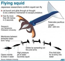 Flying squids are real | Reef Builders | The Reef and Saltwater ...