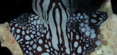 Larger Pacific Striped Octopus is rediscovered, comes from Nicaragua ...